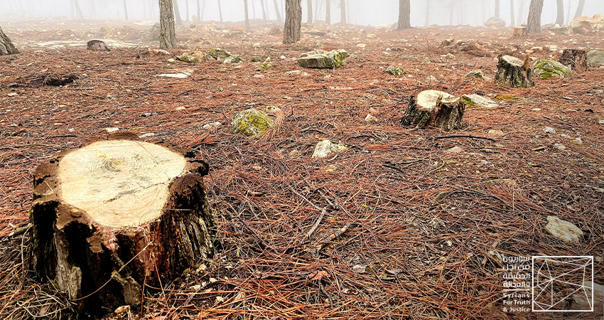 Syria: Satellite Images Reveal Extensive Logging in 114 Forest Patches ...